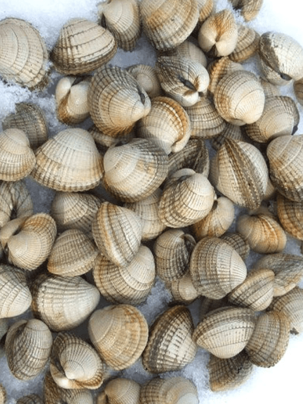 Premium Shellfish Seafood from Hopkins Seafood