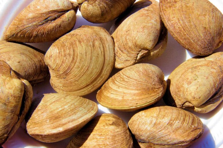 Fresh Chowder 'Quahog' Clams (Large) - 100 Ct. Bag