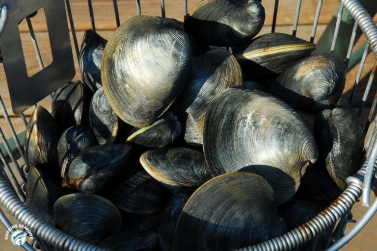 Fresh Chowder 'Quahog' Clams (Large) - 100 Ct. Bag