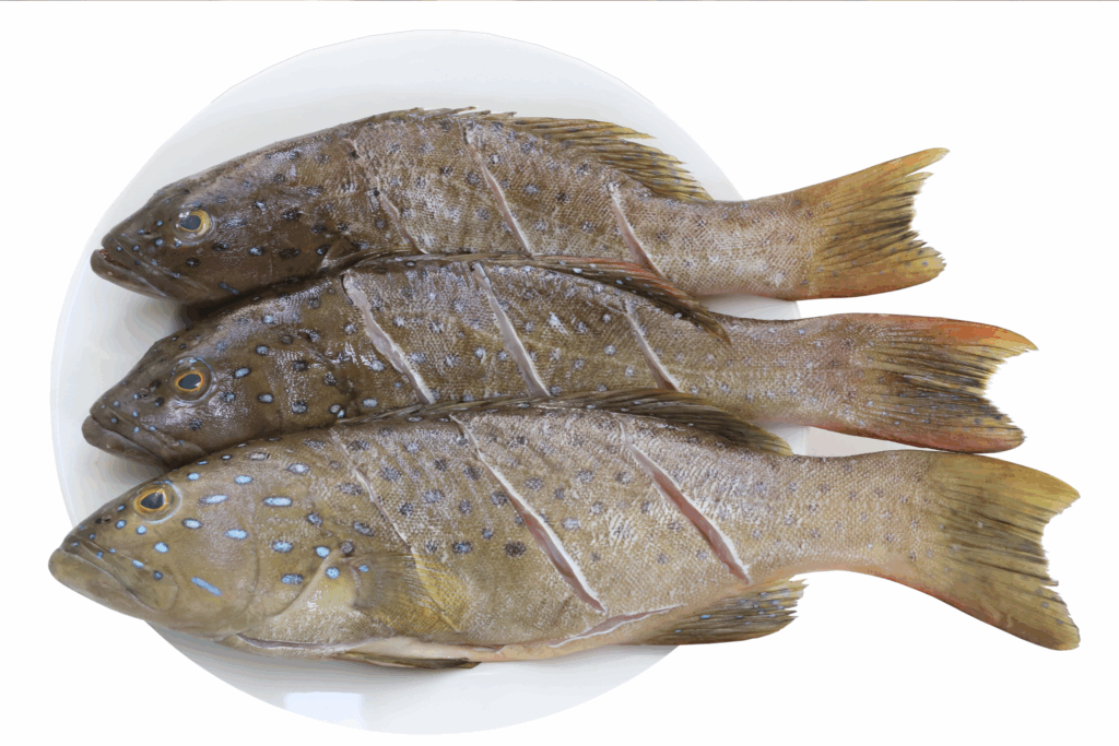 Fresh Whole Red Grouper
