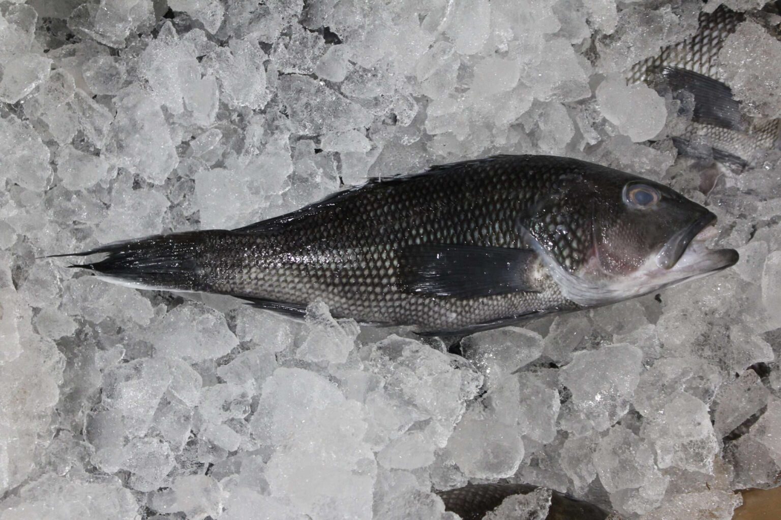 Fresh Whole Sea Bass