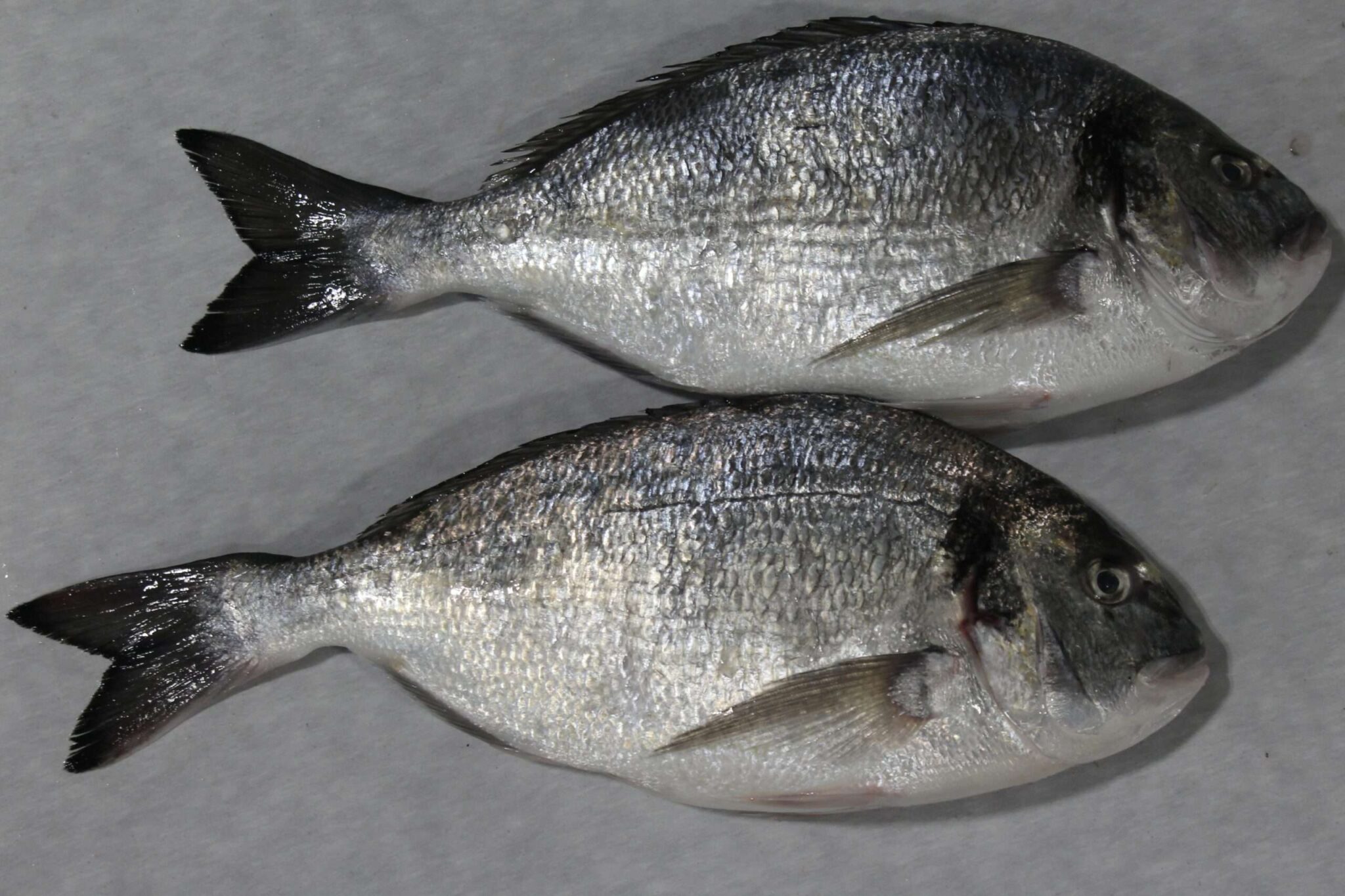 Fresh Whole Dorade (Sea Bream)